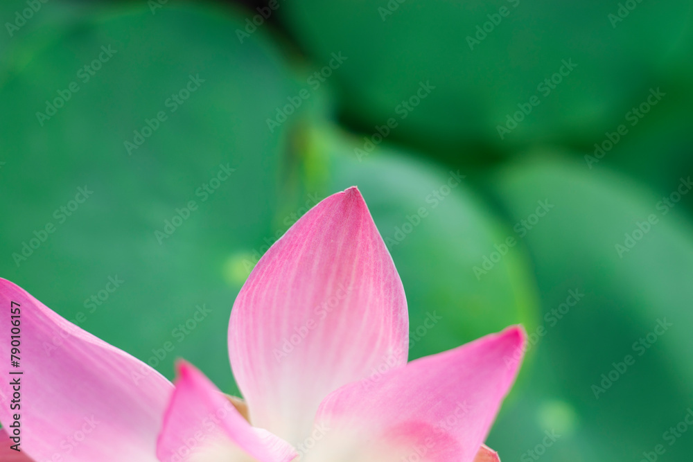Nelumbo nucifera, Nelumbo nucifera can grow up to 1.5 m tall and can ...
