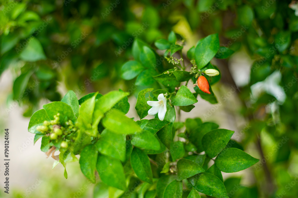 Murraya paniculata, Murraya paniculata is also often offered for sale ...