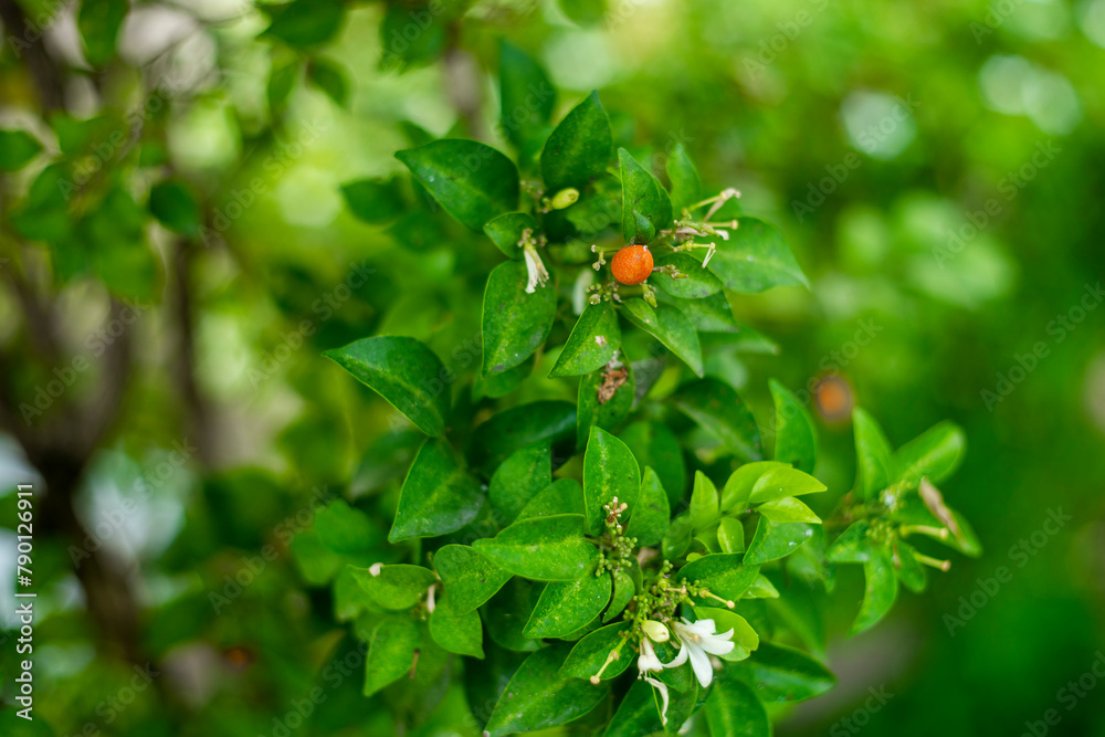 Murraya paniculata, Murraya paniculata is also often offered for sale ...