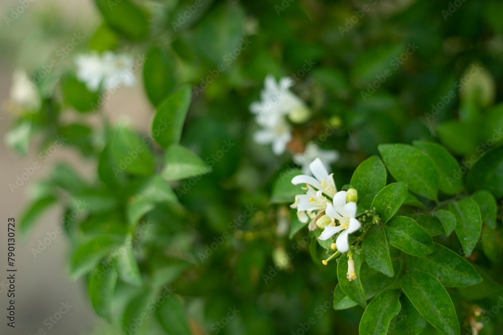 Murraya paniculata, Murraya paniculata is also often offered for sale ...