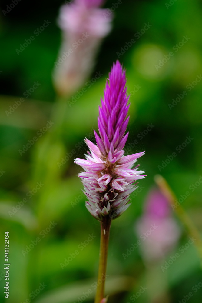 Boroco is a herbaceous plant originating from tropical areas, and is ...