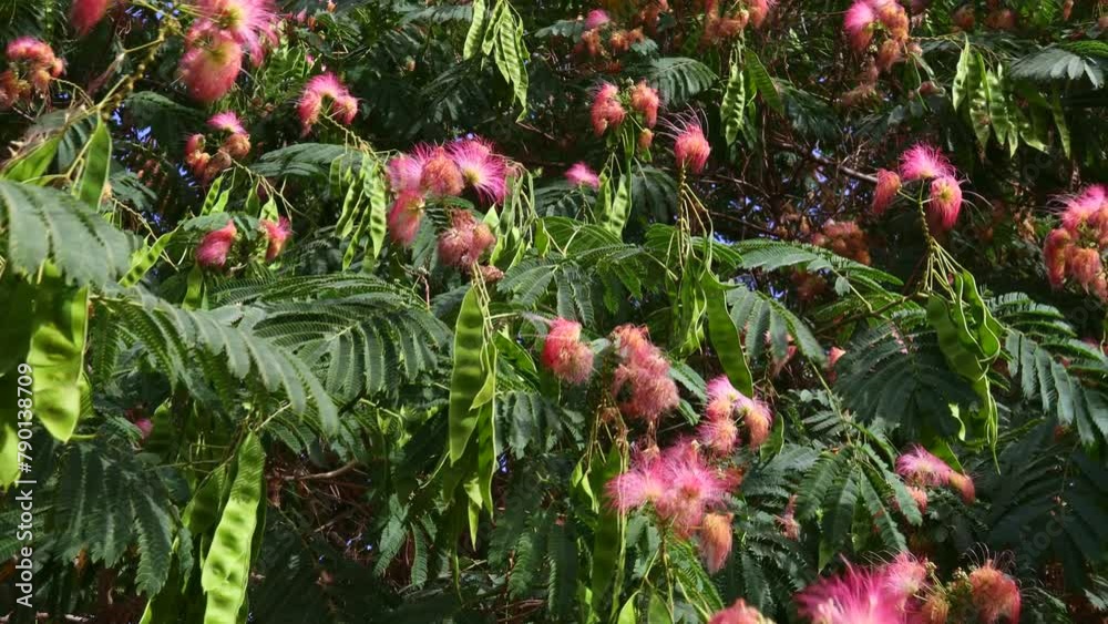 Bright pink flowers of Albizia Saman (Samanea Saman, Rain Tree, Cow ...