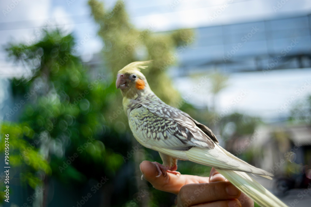 the female Cockatiel Nymphicus commonly retains the horizontal barring ...