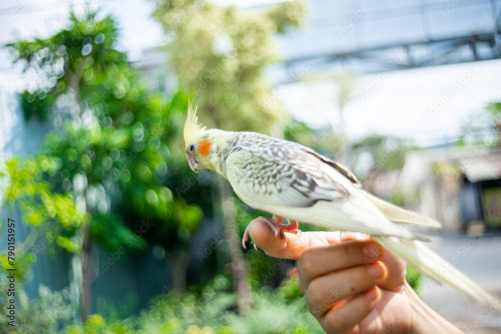 the female Cockatiel Nymphicus commonly retains the horizontal barring ...