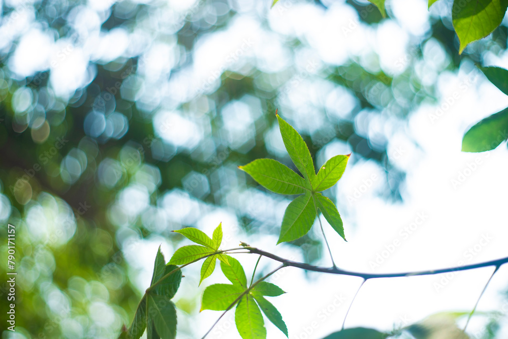 Visible artifacts, usually in the shape of the aperture made by the ...