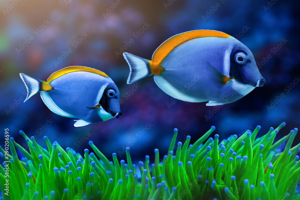 One of the most interesting fish underwater. Powder Blue Tang ...