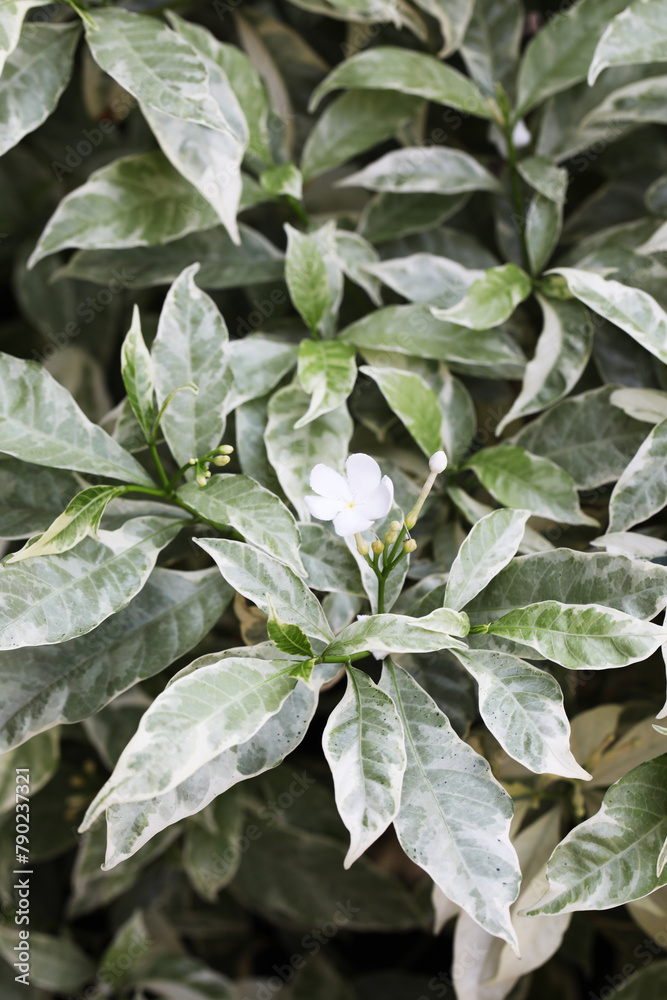 pinwheel flower, crape jasmine, East India rosebay (Tabernaemontana ...