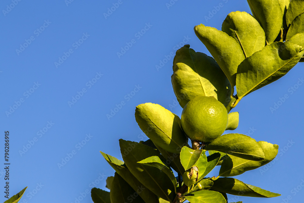Green limes on a tree on a family farm in Brazil. Close-up of green ...