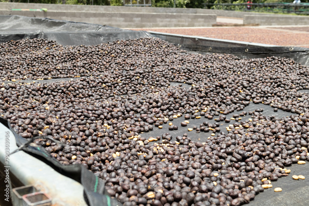 Proceso de secado de cafe al Aire libre. Stock Photo | Adobe Stock