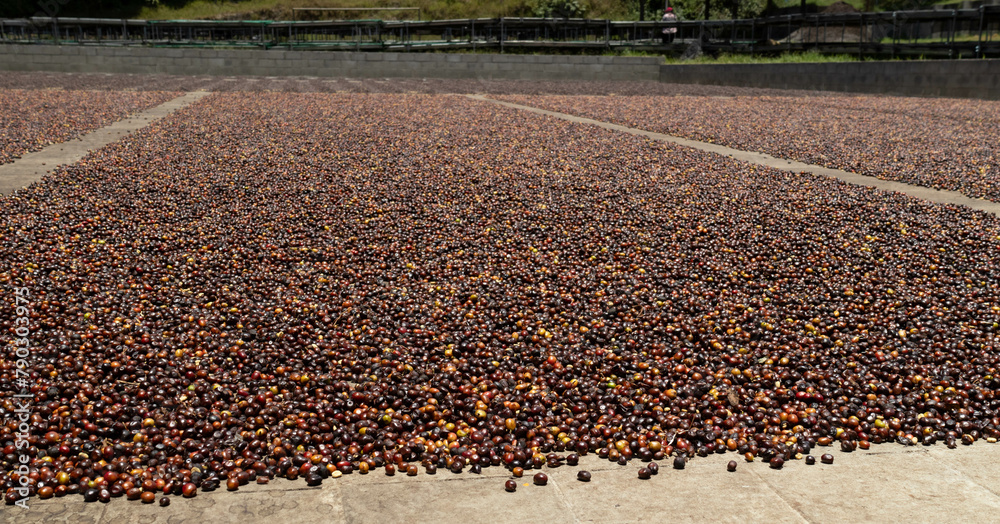 Proceso de secado de cafe al Aire libre. Stock Photo | Adobe Stock