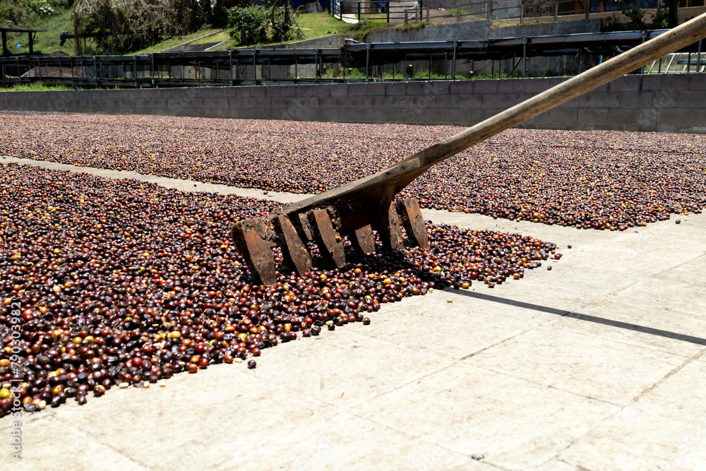 Proceso de secado de cafe al Aire libre. Stock Photo | Adobe Stock