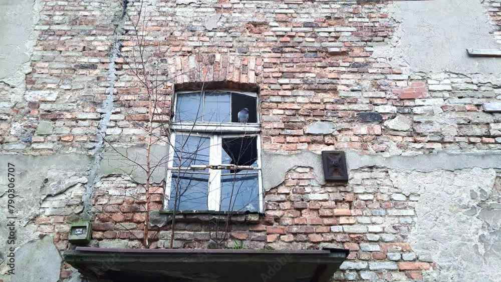Broken window in which bird sits. Dove and ruins. Old worn-down ...