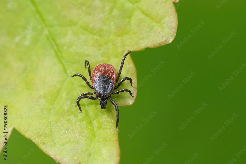 Detailed closeup on a castor bean tick, Ixodes ricinus a pest species ...
