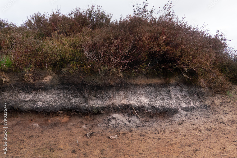 Soil beneath heathland vegetation visible as result of ersosion ...