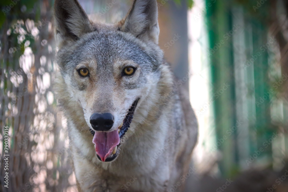 Indian wolf (Canis lupus pallipes) is a subspecies of gray wolf that ...