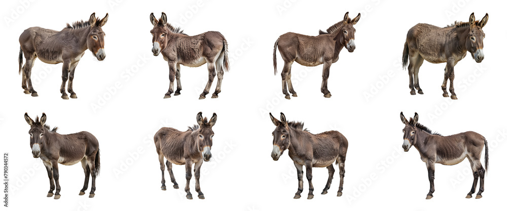 Multiple donkeys in various stances isolated cut out png on transparent ...