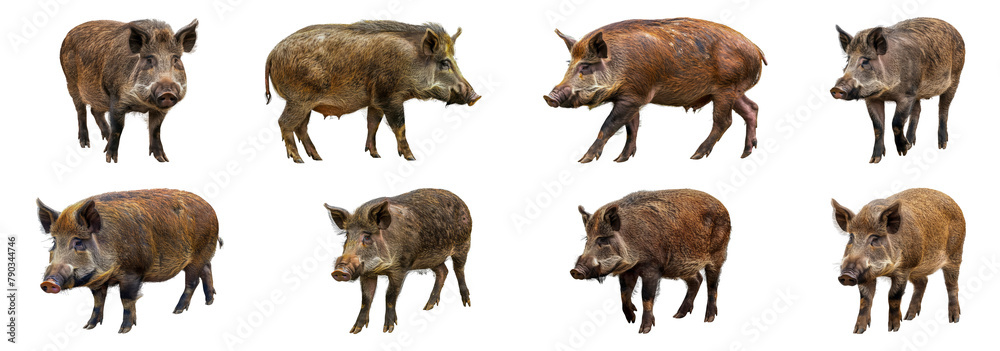Wild boars in various poses cut out png on transparent background Stock ...