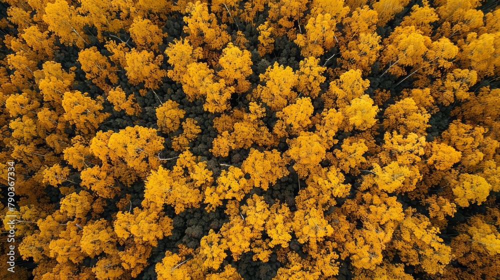 Aerial top view of yellow trees in forest. Drone view of dense yellow ...