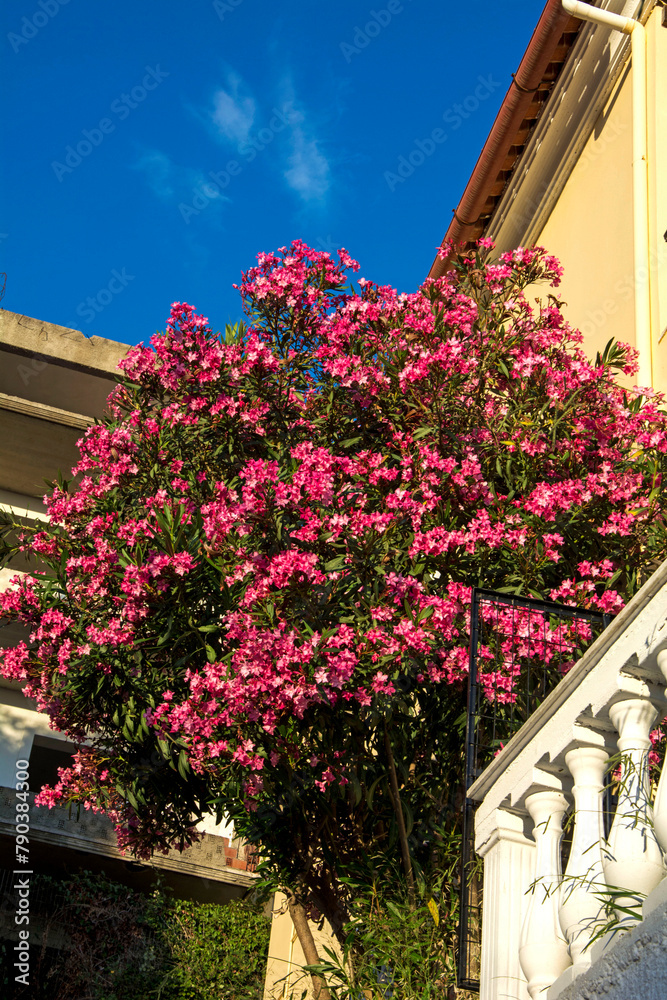 duży krzew oleandra kwitnący na balkonie, rózowy oleander na balkonie ...