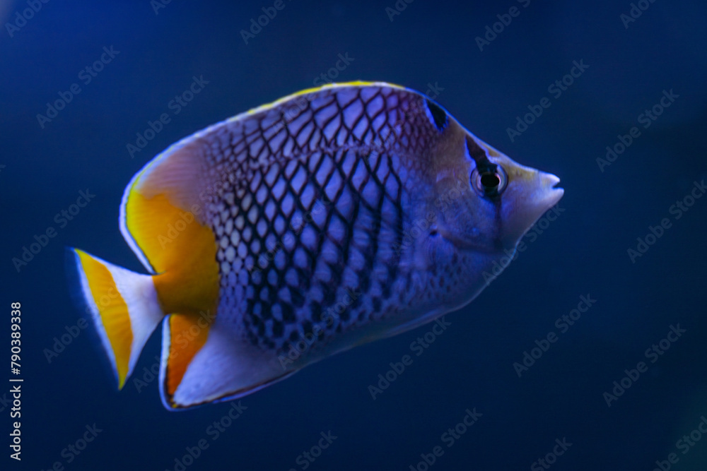 Pearlscale butterflyfish (Chaetodon xanthurus), also known as yellow ...