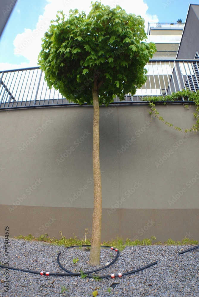 Globe Maple (Acer platanoides 'Globosum') - automatic irrigation tree ...