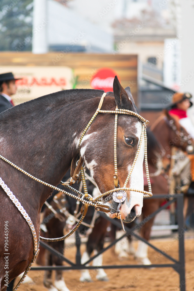 Beauty of Antique Leather and Silver Reins on a Majestic Argentine ...