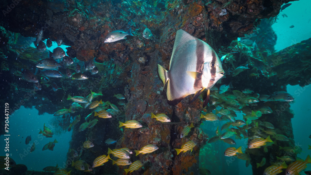 Artistic underwater photography of a batfish at a artificial reef. From ...