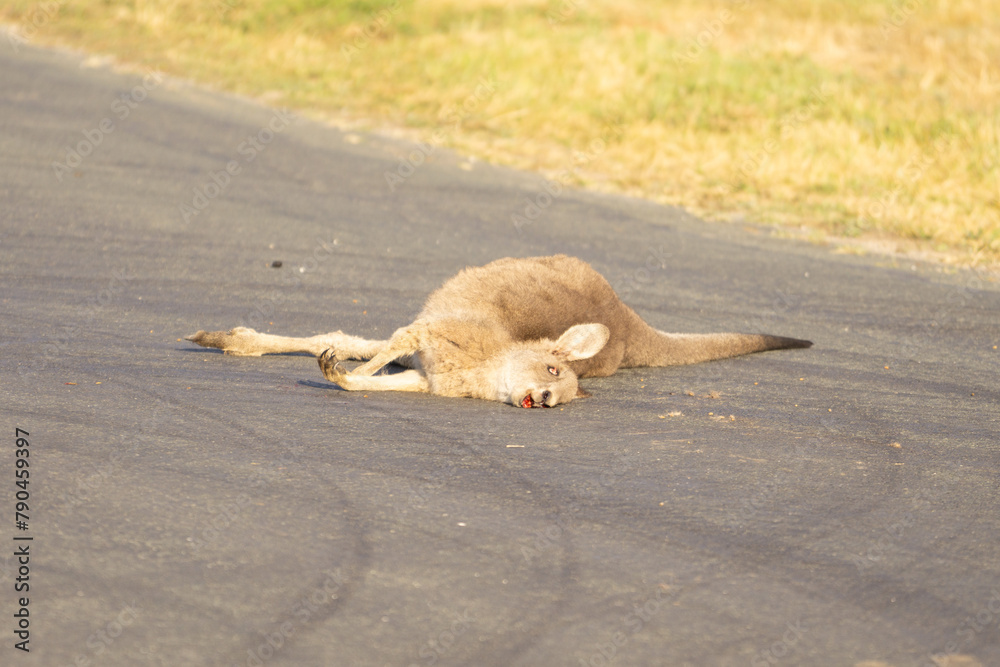 Macropus giganteus or Eastern Grey Kangaroo lying dead in the middle of ...