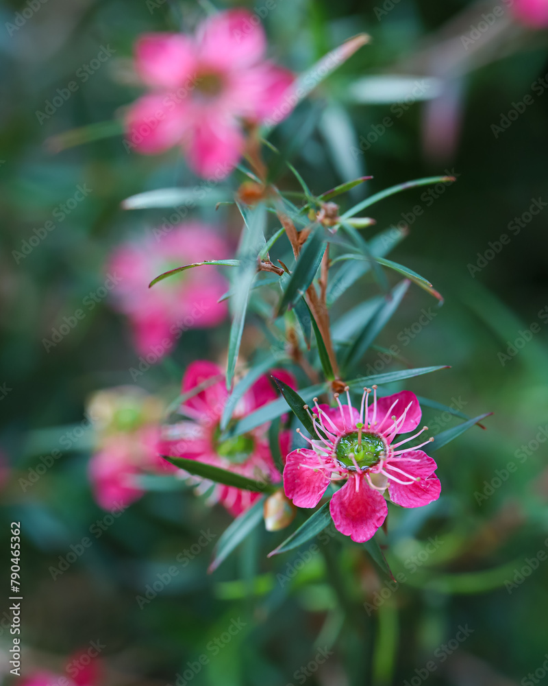 Beautiful Australian native pink tea tree, Leptospermum scoparium ...
