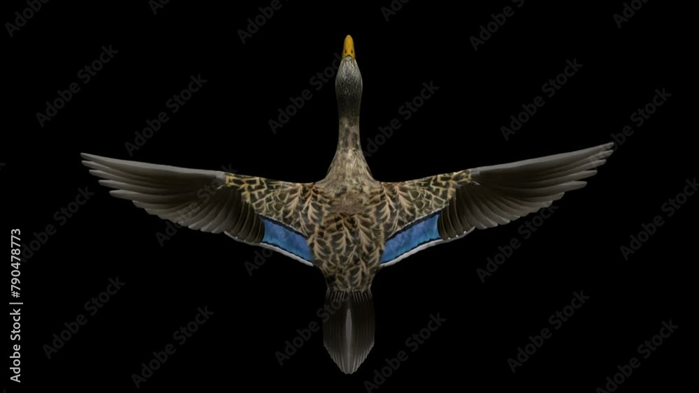 Wild Duck Waterfowl Bird - Mallard Female - Flying Loop - Top View ...