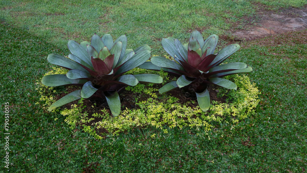 Foto de Plant of Alcantarea imperialis. It is a species of bromeliad in ...