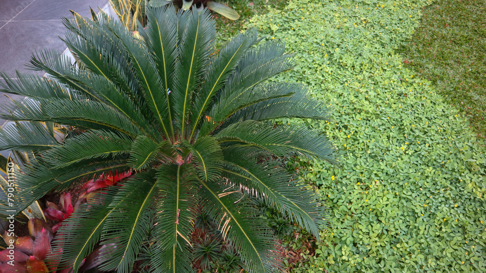 Cycas revoluta or sago palm is a species of gymnosperm in the family ...