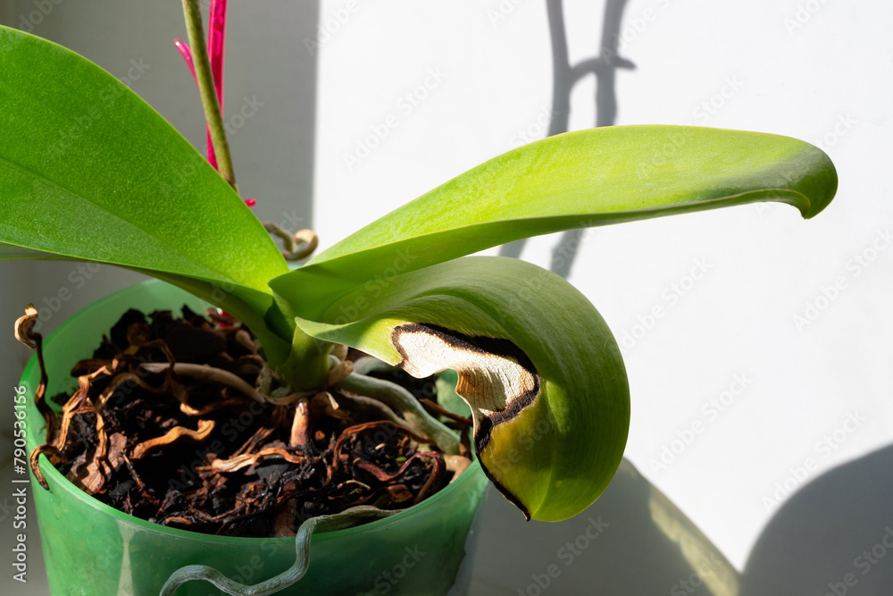 An orchid leaf is damaged by fungal disease or sunburn. Bacterial and ...