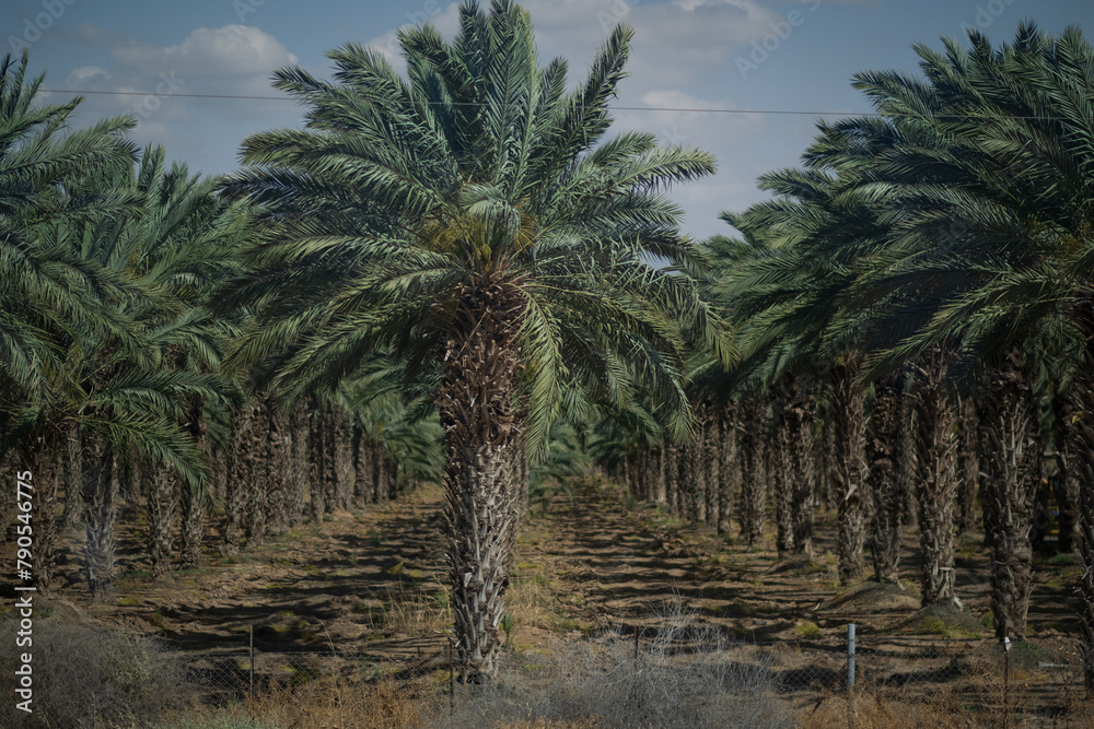 Endless rows of date-producing palms at a farm in the Judea and Samaria ...
