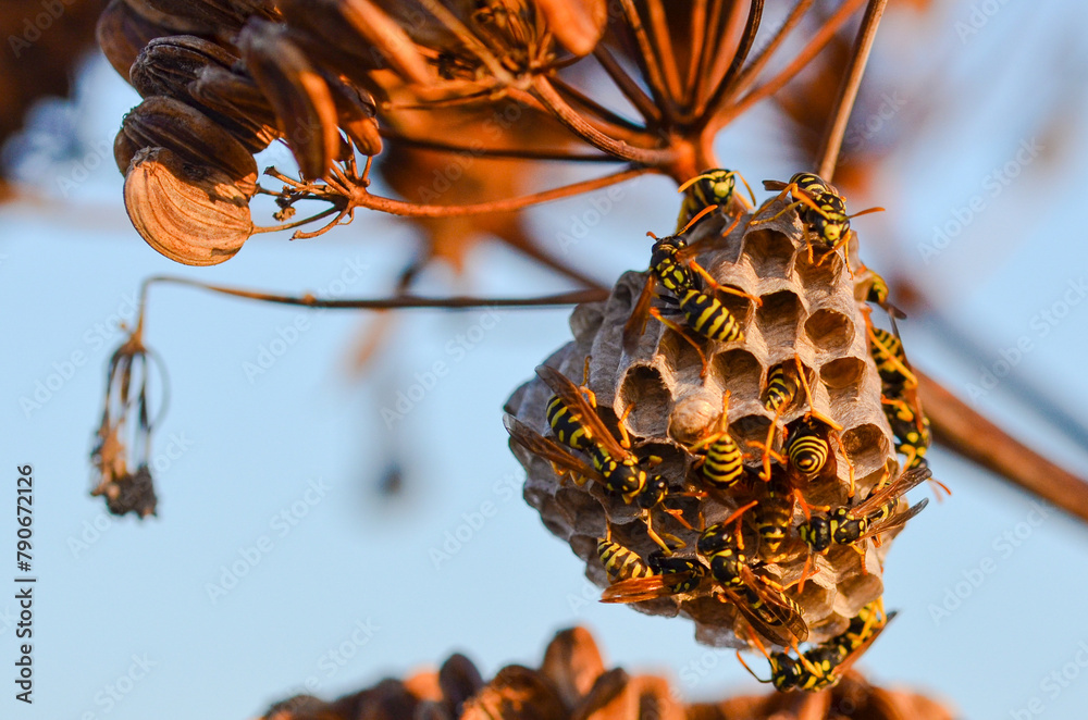 A wild wasp, with its vibrant yellow and black markings, hovers near ...