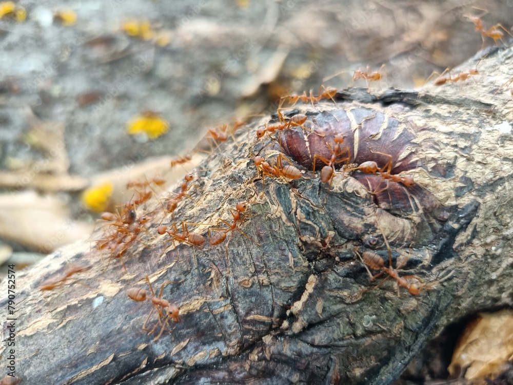 Myrmecia gulosa, the red bull ant, also known as the giant bull ant or ...