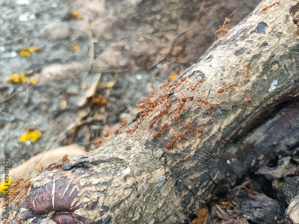 Myrmecia gulosa, the red bull ant, also known as the giant bull ant or ...