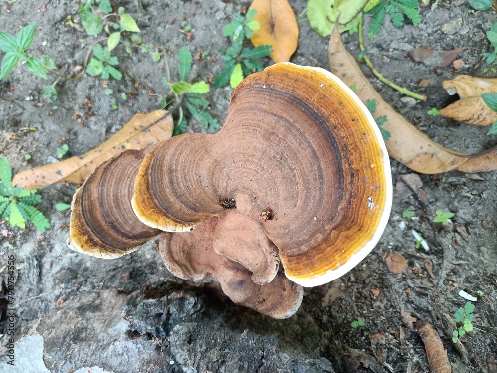 Lingzhi, Ganoderma sichuanense, also known as reishi or Ganoderma ...