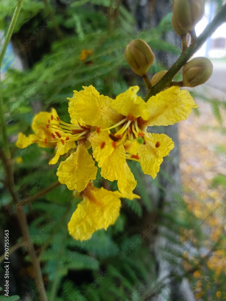 Peltophorum is a genus of 5–15 species of flowering plants in the ...