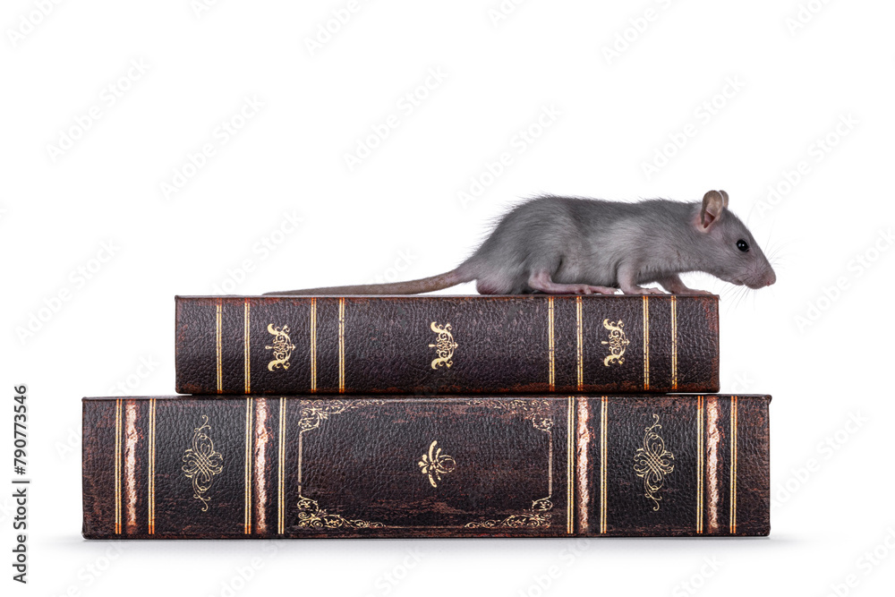 Cute little blue rat walking side ways over stacked old books. Looking ...
