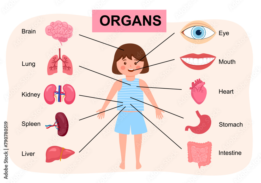Human body anatomy, child medical organs system. Girl body internal ...