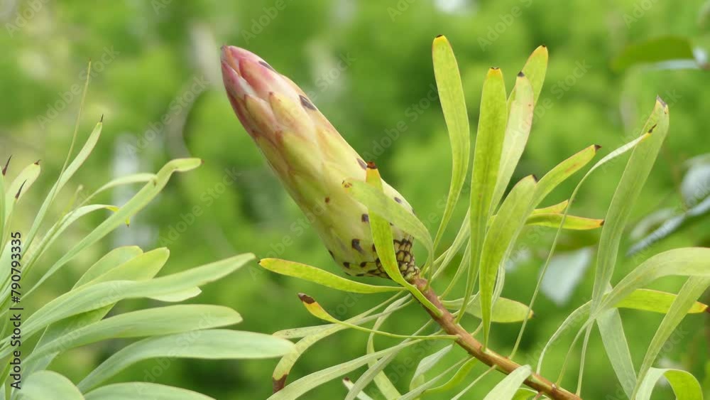 Protea repens (Common sugarbush, Honey flower, Sugarbush). Protea is ...