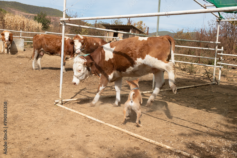 Asia China Yunnan Sha Xi Farm - Cows and Dogs Fighting Stock Photo ...