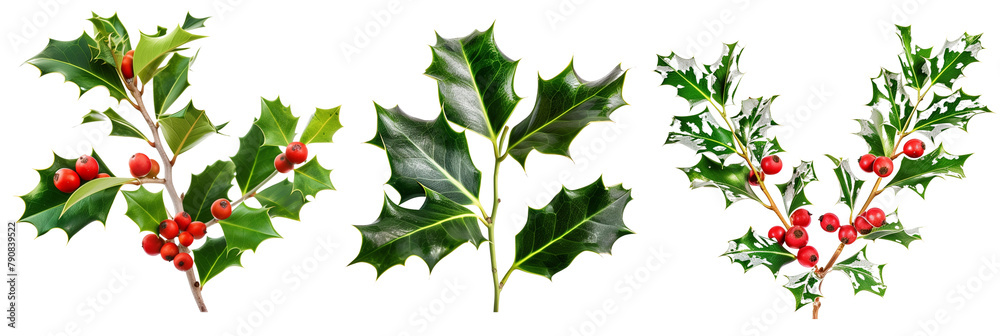 set of holly with varying leaf patterns and berry colors, isolated on ...