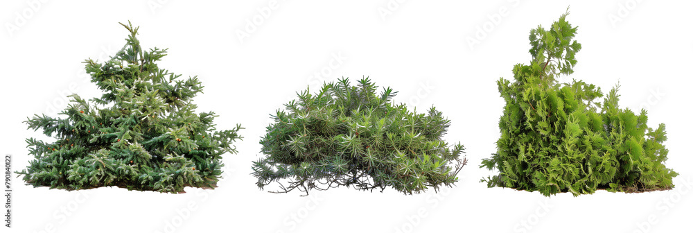 set of juniper bushes, varying from low ground covers to tall screens ...