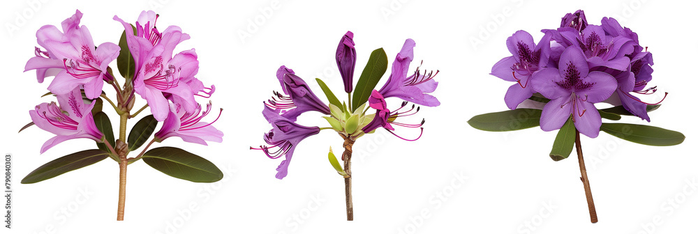 set of rhodora (Rhododendron canadense), notable for their spectacular ...