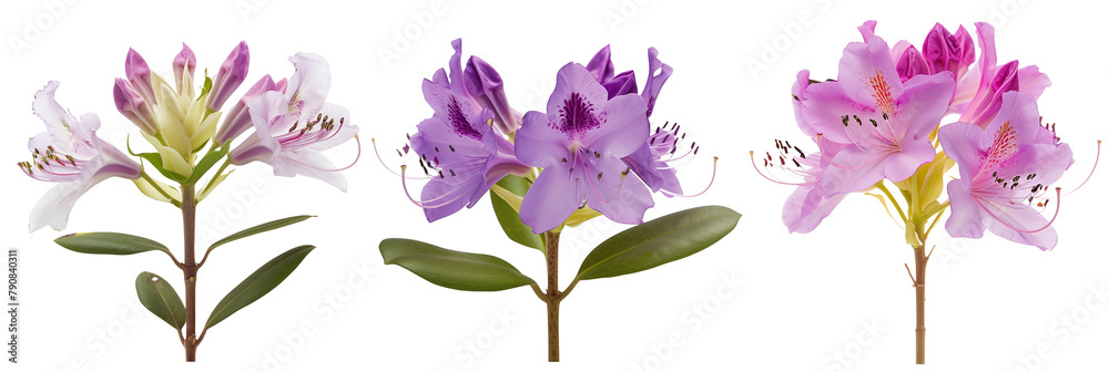 set of rhodora (Rhododendron canadense), notable for their spectacular ...