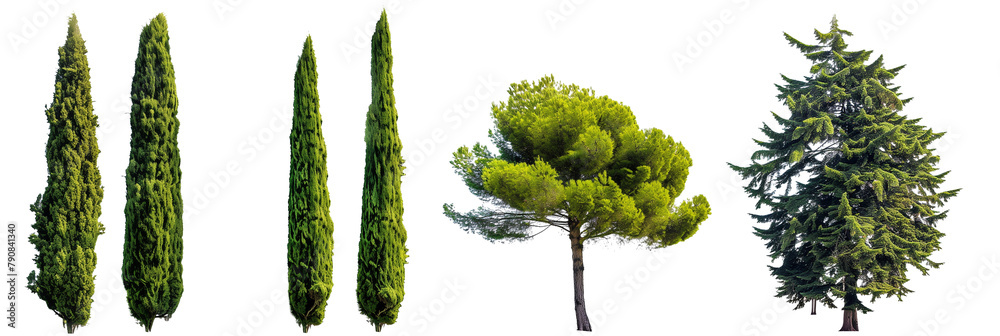set of cypress trees, known for their longevity and elegant, conical ...