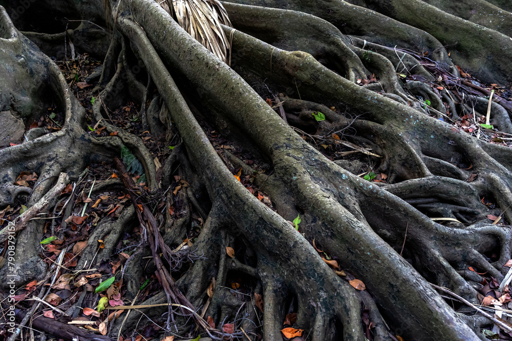 Earth full of big roots of a natural plant. Amazing centenarian tree ...