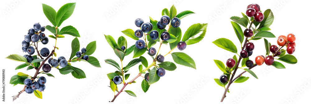 set of huckleberry bushes, fruit-laden, isolated on transparent ...
